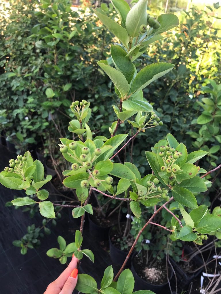 Aronija - Šilagalio Medelynas