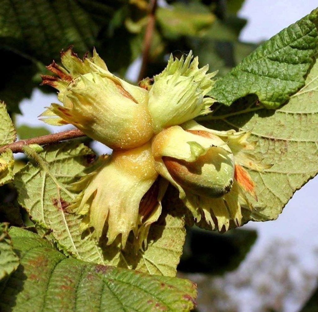 Lazdynas žalialapis „Cosford” - Šilagalio Medelynas