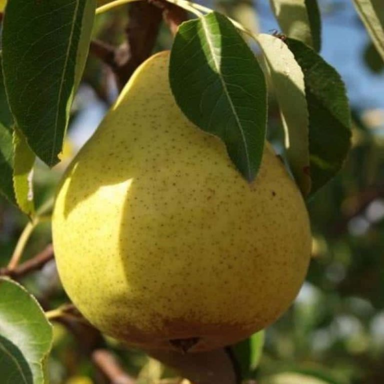 Vasarinė kriaušė „Alfa” - Šilagalio Medelynas