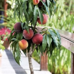 Persikai / Nektarinai – Šilagalio Medelynas