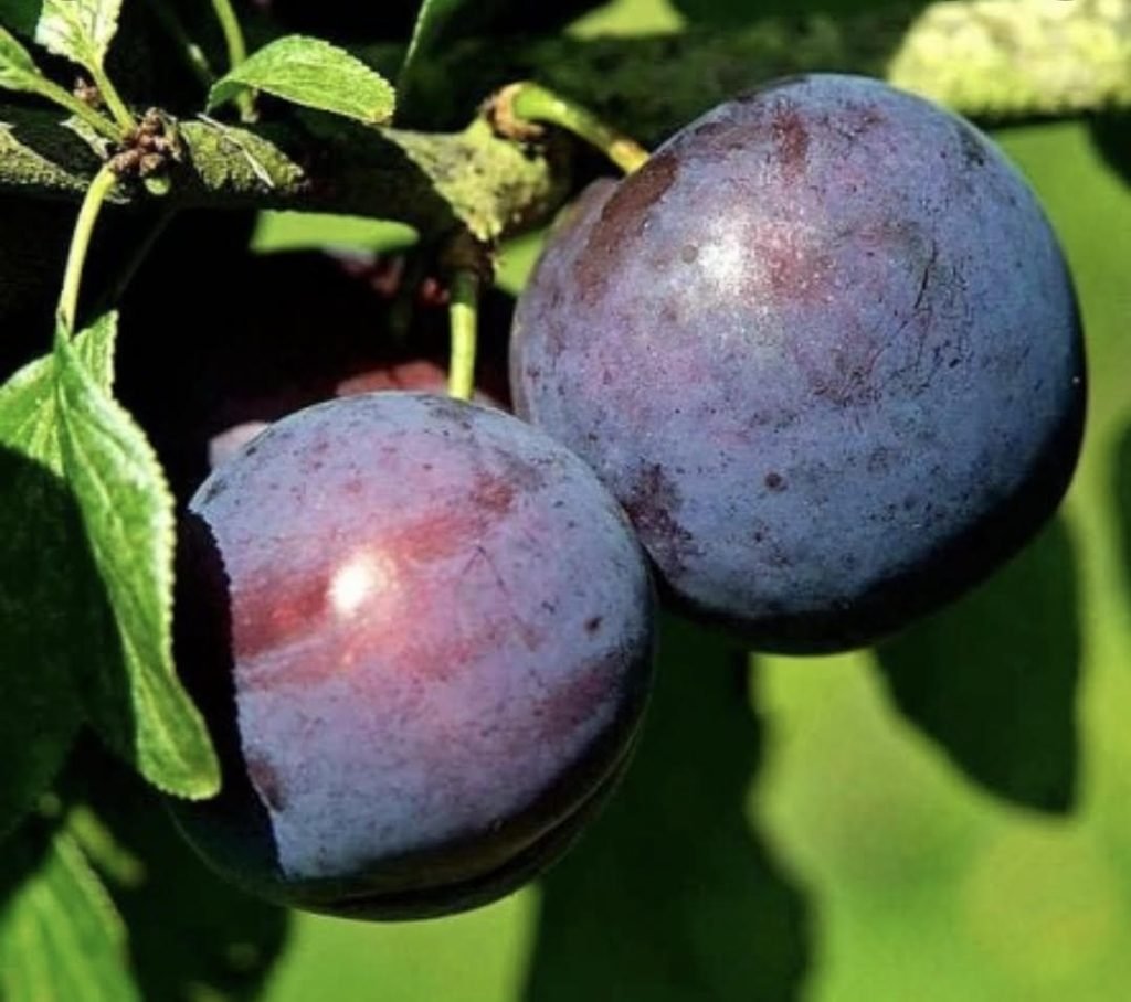 Slyva „Vision” - Šilagalio Medelynas