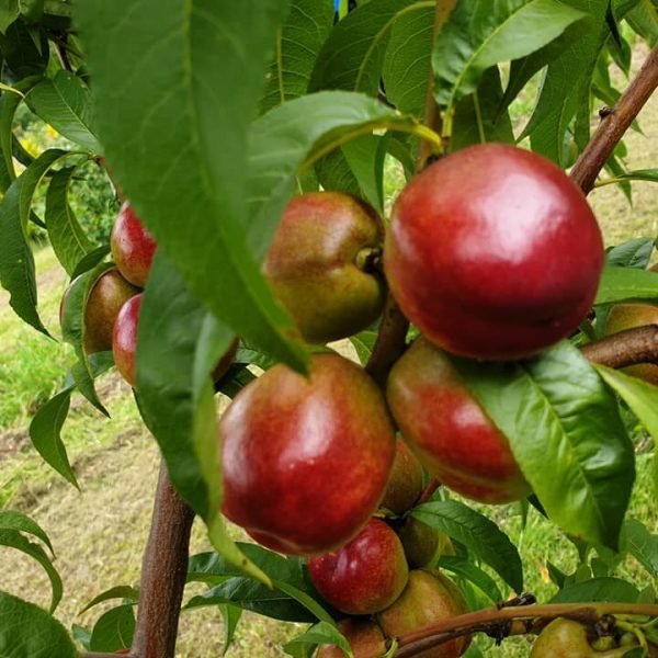 Persikai / Nektarinai - Šilagalio Medelynas