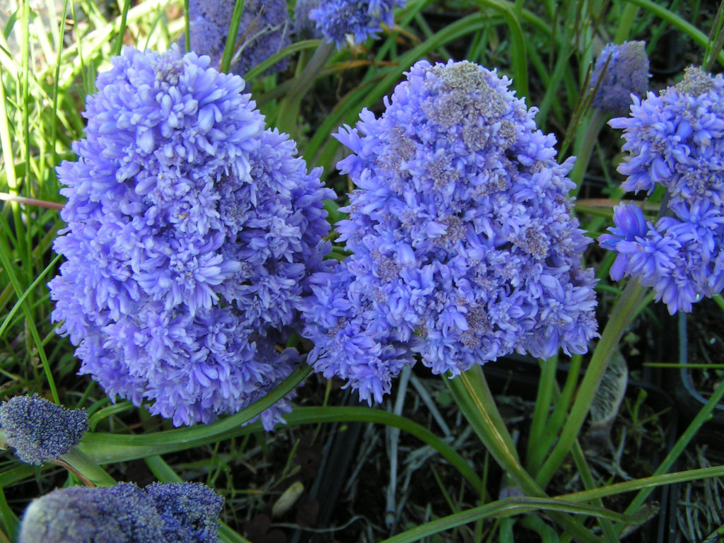 Žydrė “Blue Spike” - Šilagalio Medelynas