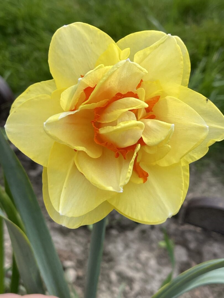 Pilnaviduris narcizas „Tahiti” - Šilagalio Medelynas