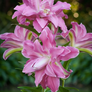 Pilnavidurė lelija „Lotus Elegance” - Šilagalio Medelynas