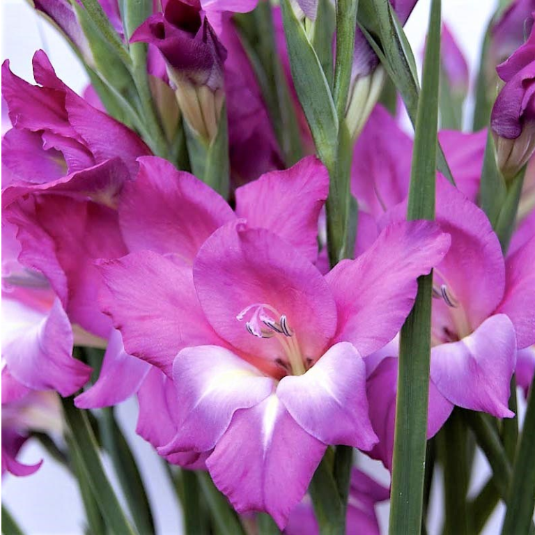 Kardelis (gladiolus) “Nanus Charm” - Šilagalio Medelynas