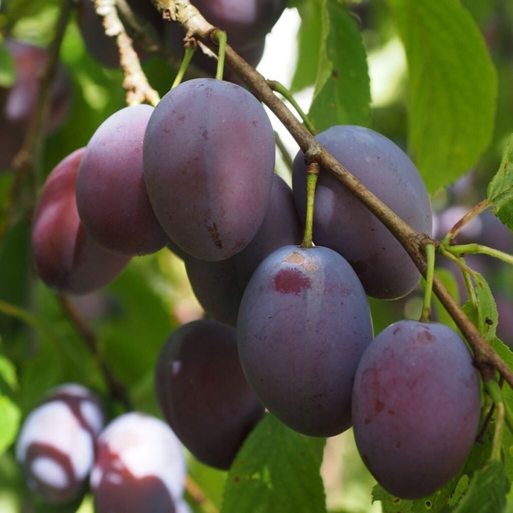 Slyva “Amers” - Šilagalio Medelynas