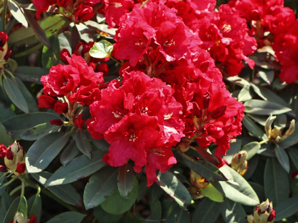 Rododendras „Rabatz” - Šilagalio Medelynas